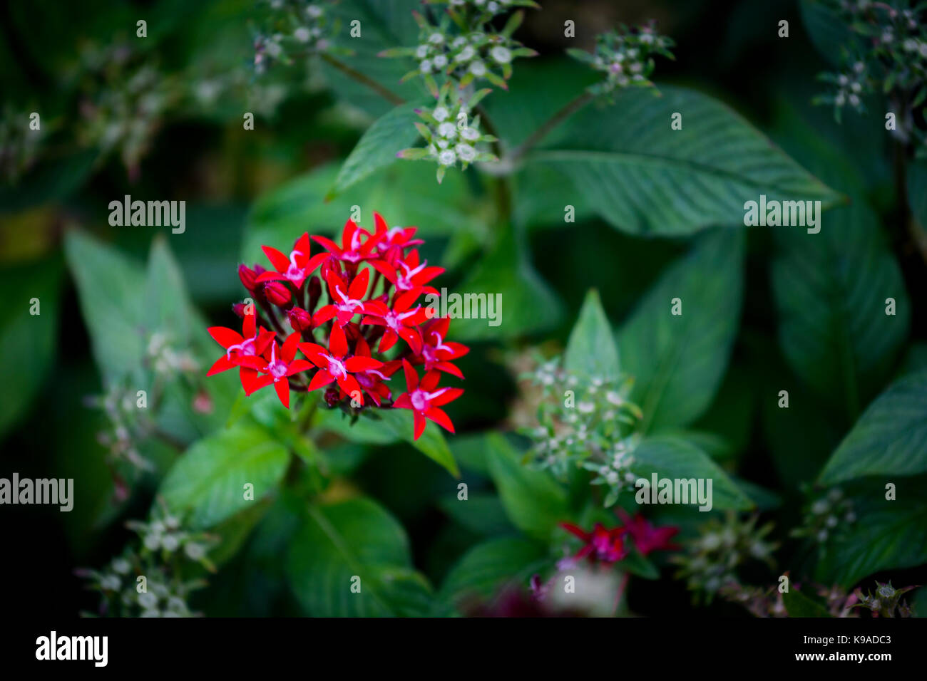 Close up of an red flower on botanical garden Stock Photo - Alamy