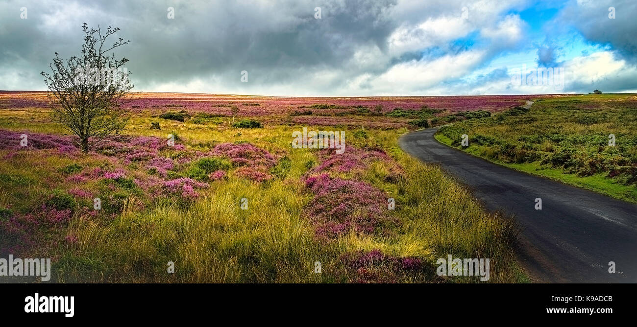 Heather Fields Of Somerset Stock Photo - Alamy
