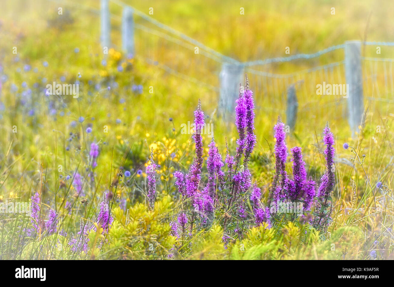 An Irish Meadow field with Wildflowers Stock Photo - Alamy