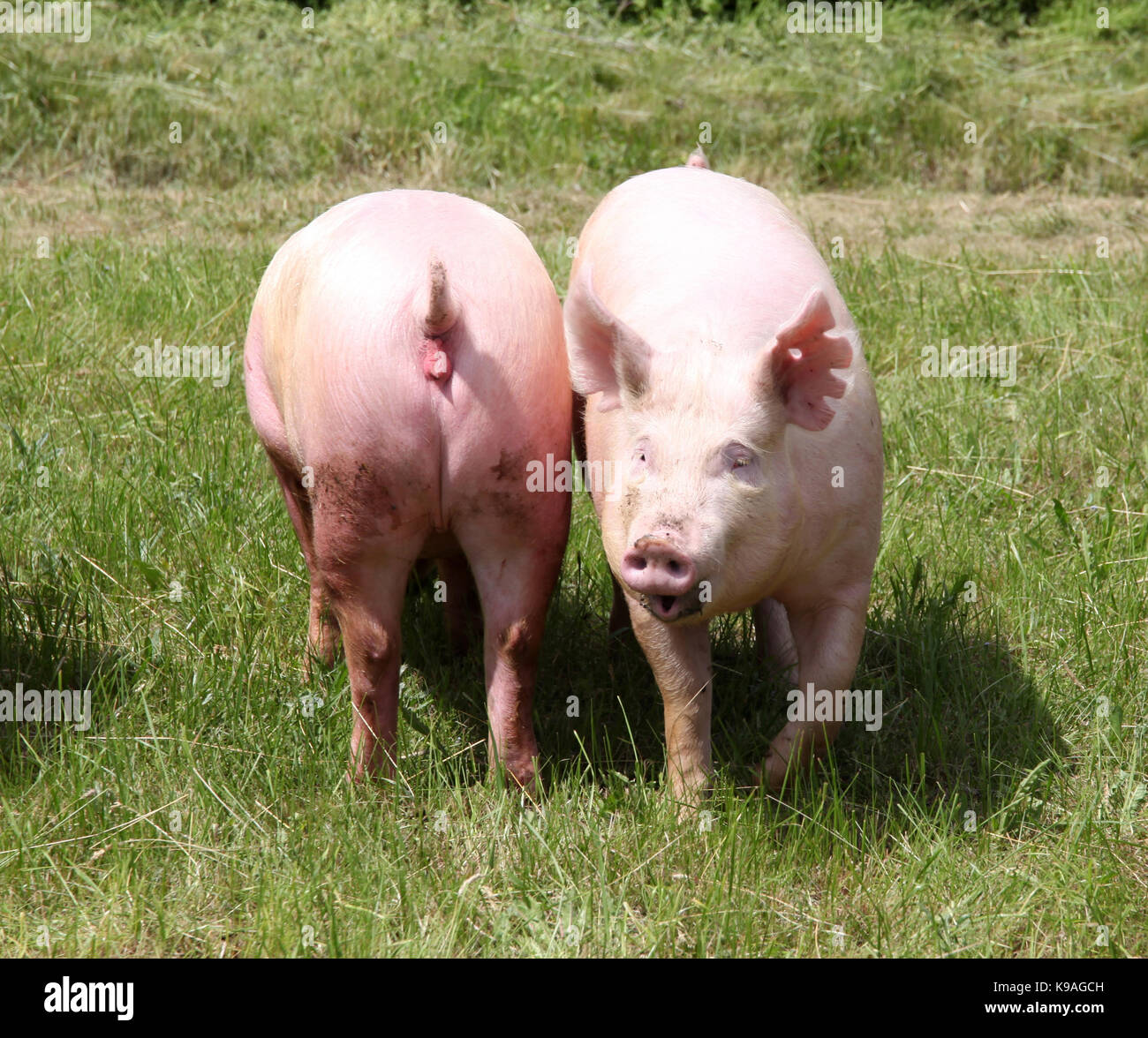 Little growing piglets grazing on rural animal farm Stock Photo - Alamy