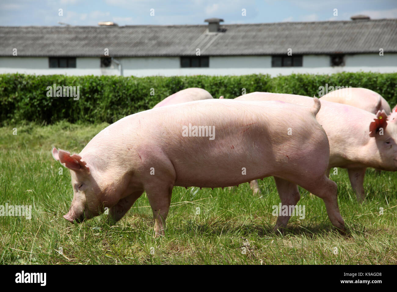 Group photo of young piglets enjoying sunshine on green grass near the ...