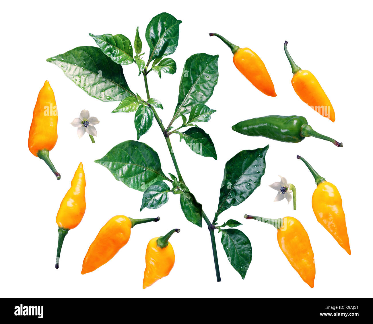 Yellow pointed Capsicum chinense pepper, exploded view (elements ...