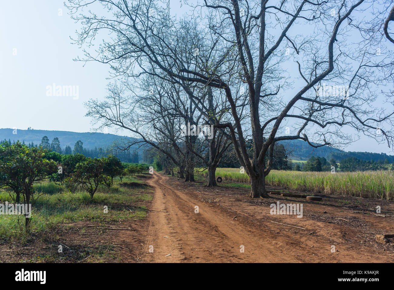 Orange trees dirt road path between citrus farm landscape Stock Photo ...