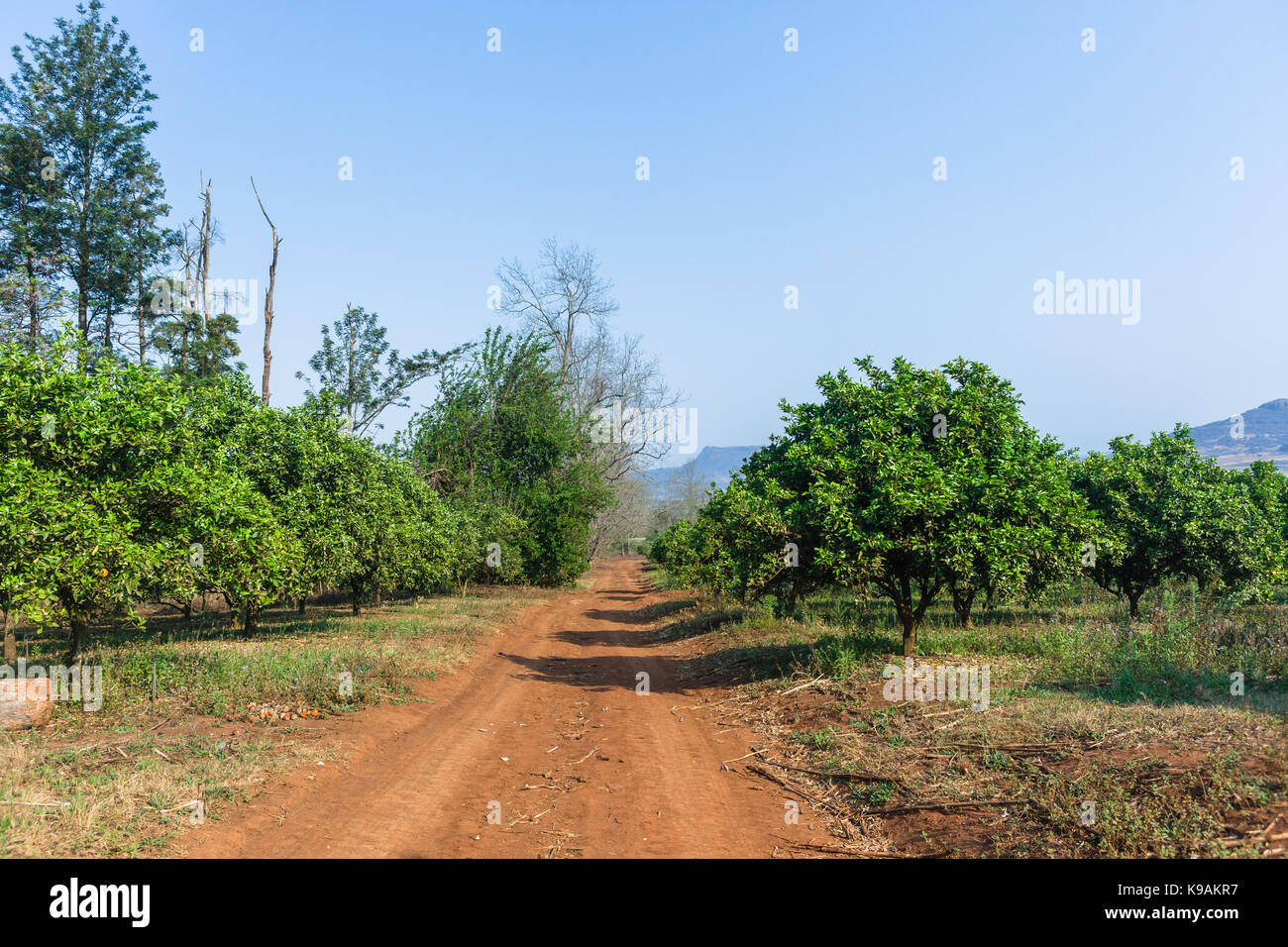 Orange trees dirt road path between citrus farm landscape Stock Photo ...