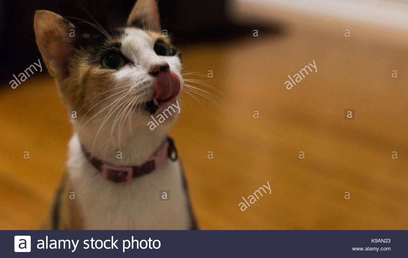 Calico Cats Stock Photos & Calico Cats Stock Images - Alamy