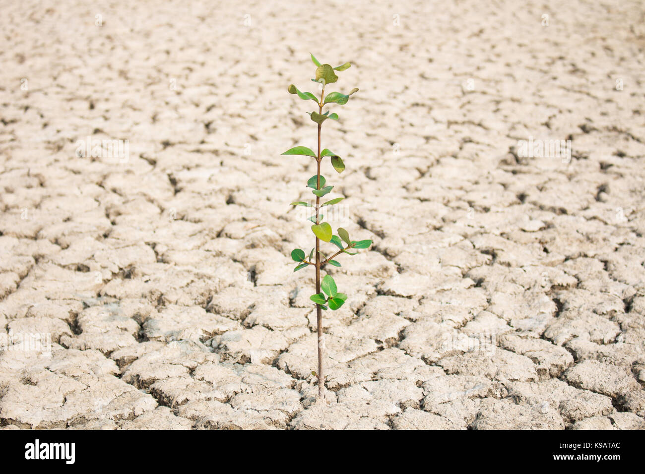 Trees with dry environments Stock Photo - Alamy