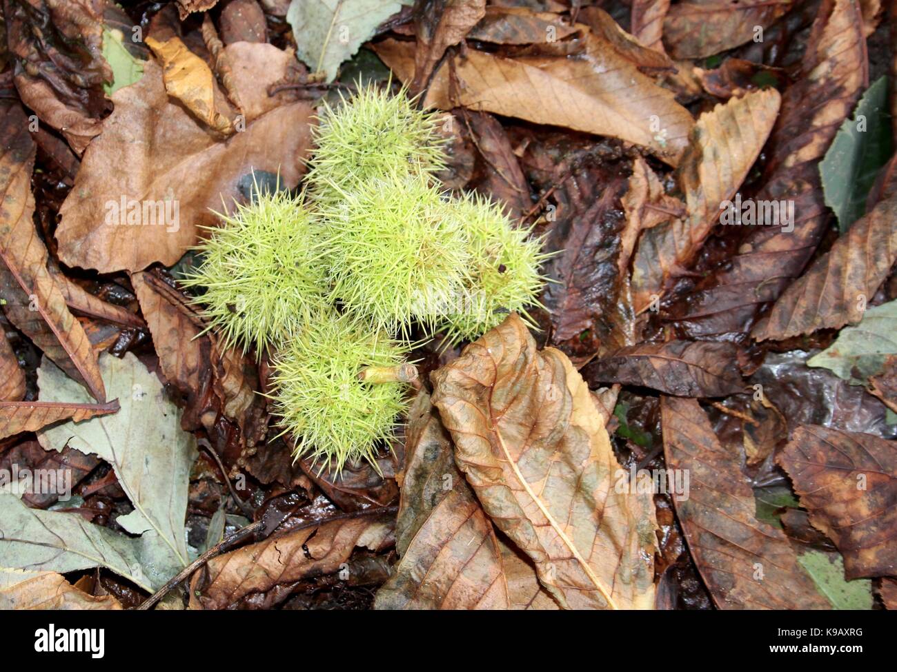 Group of sweet chestnuts in their spiny husks Autumn Stock Photo - Alamy