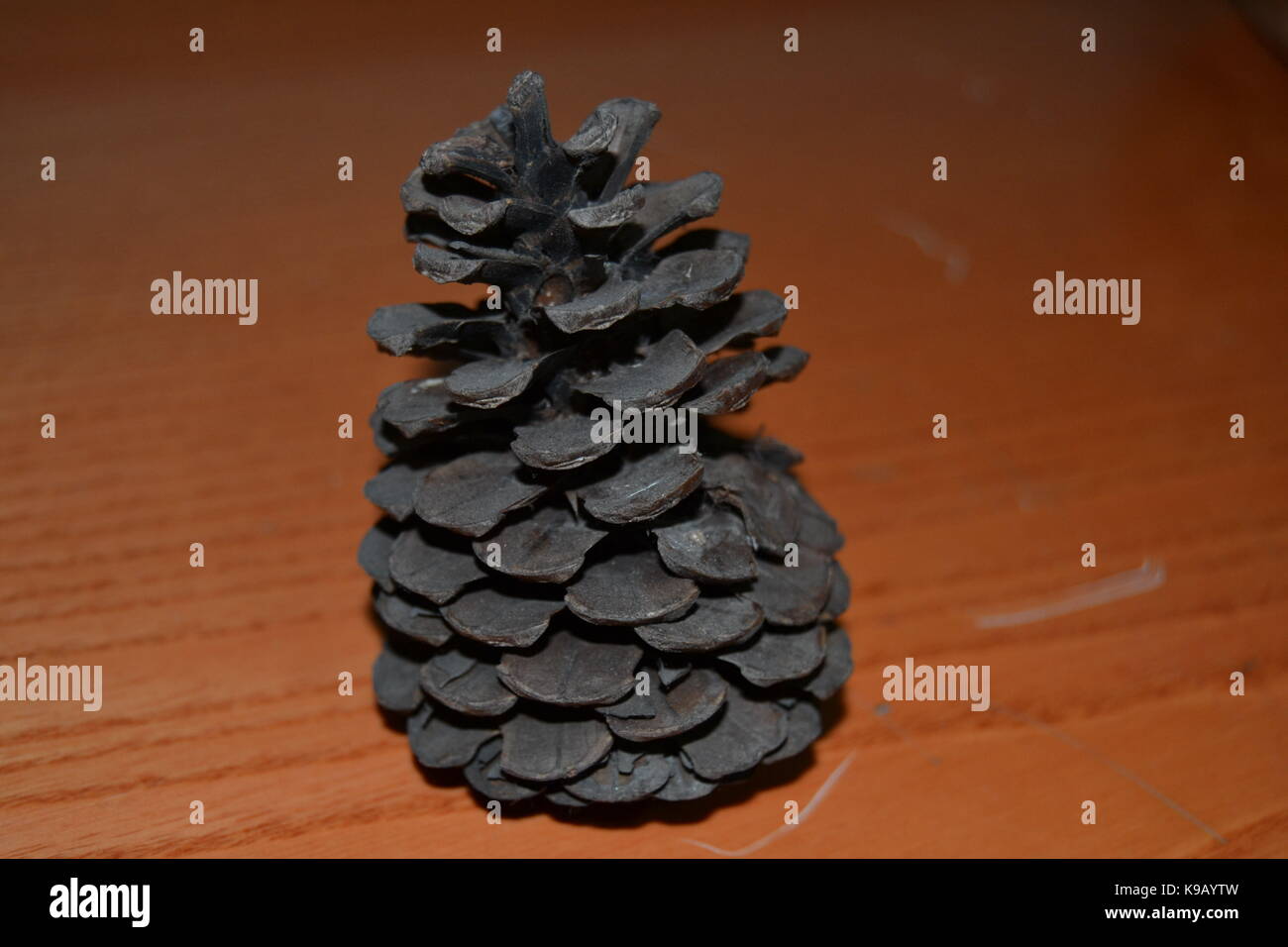 Seed sheath hi-res stock photography and images - Alamy