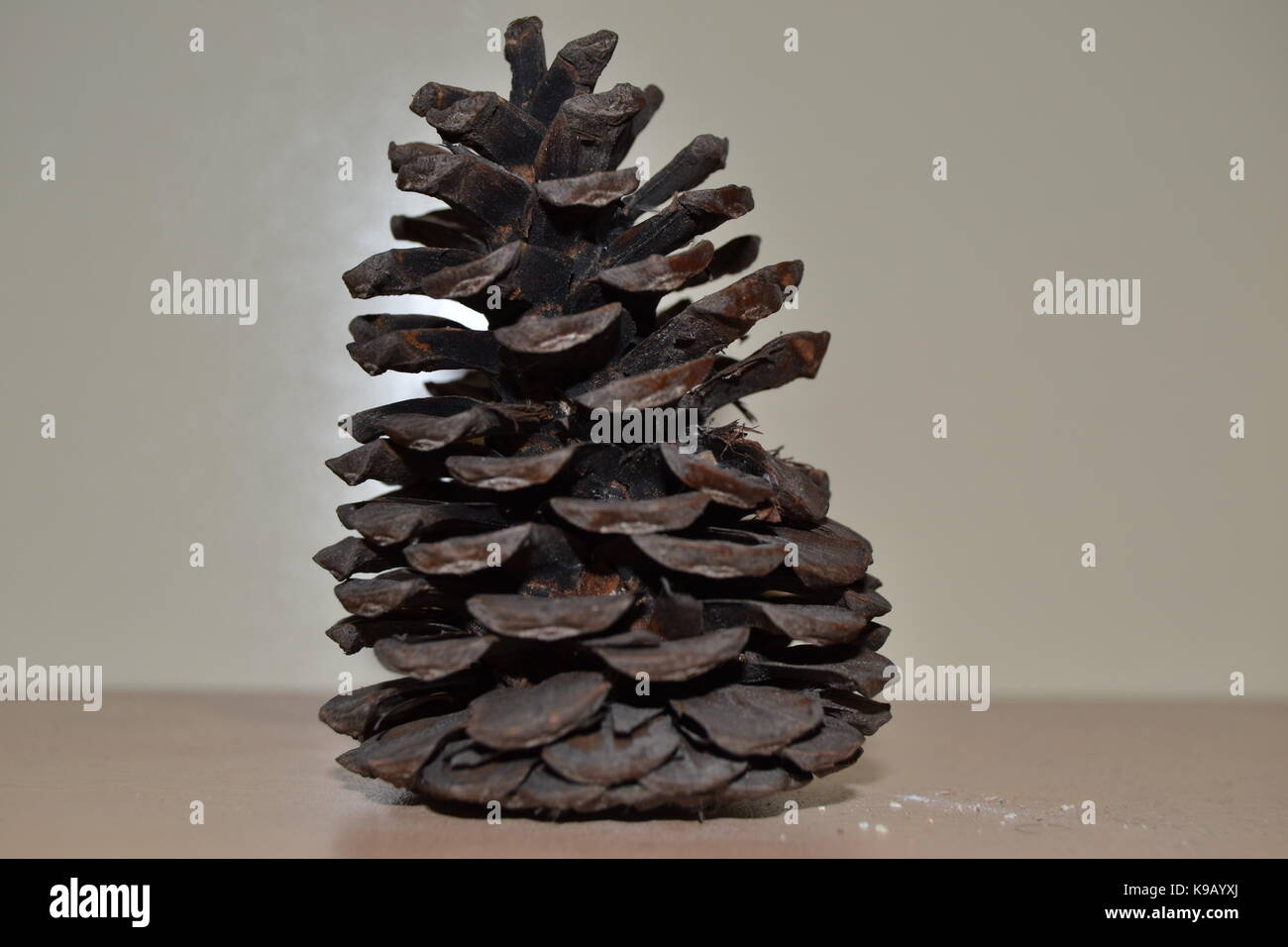 Seed sheath hi-res stock photography and images - Alamy