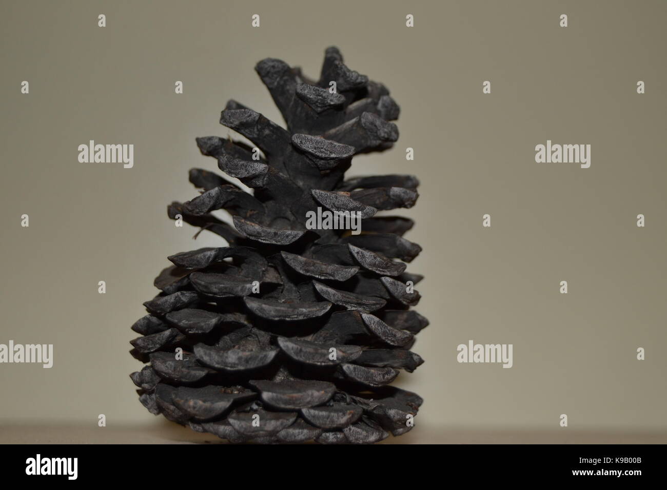 Seed sheath hi-res stock photography and images - Alamy