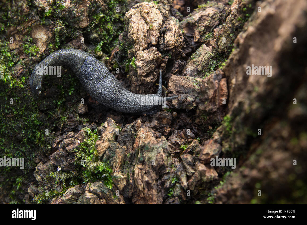 Black Snail in Goa Stock Photo - Alamy