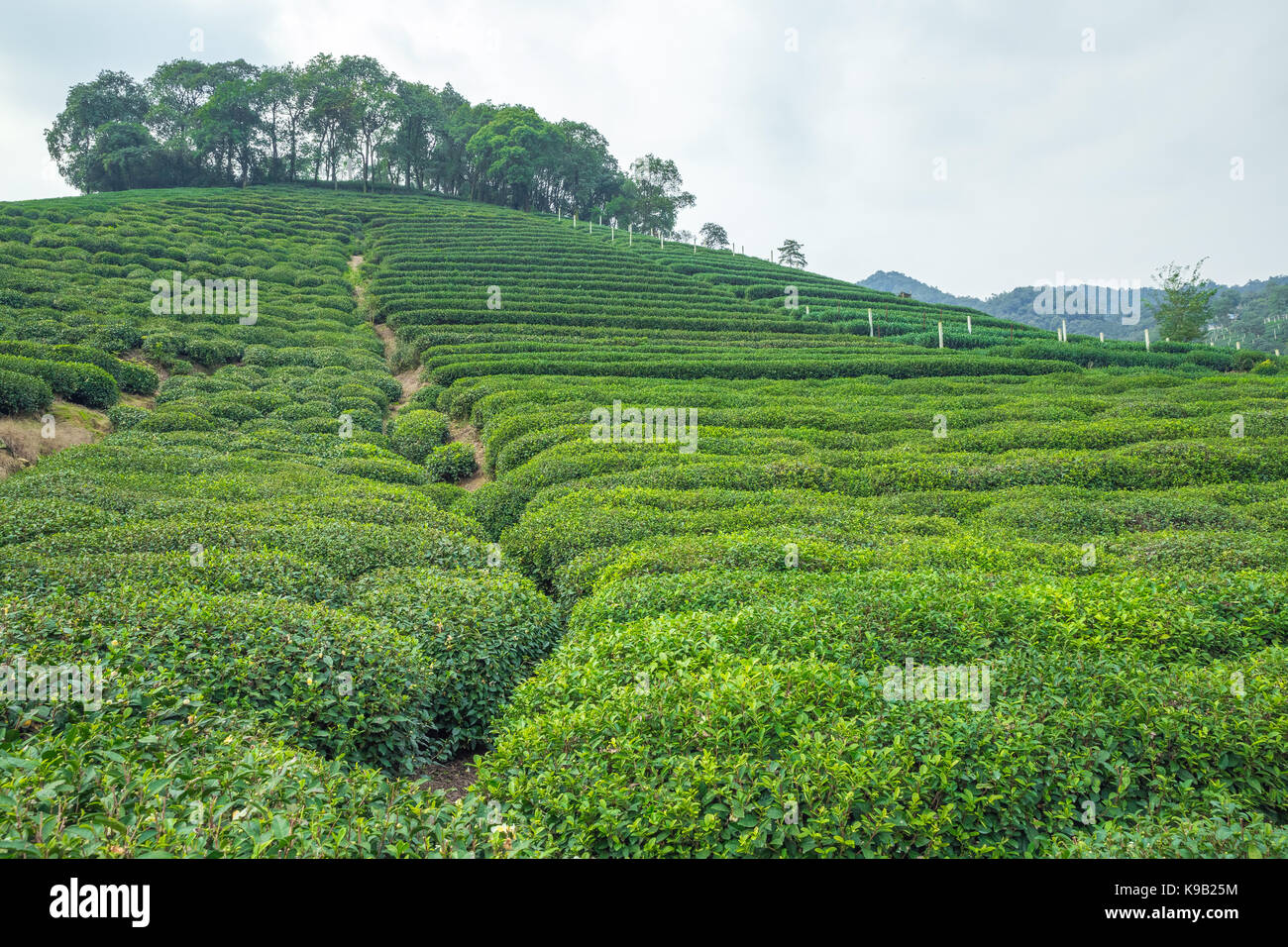 Tea plantation in China, trees. 2016 Stock Photo - Alamy