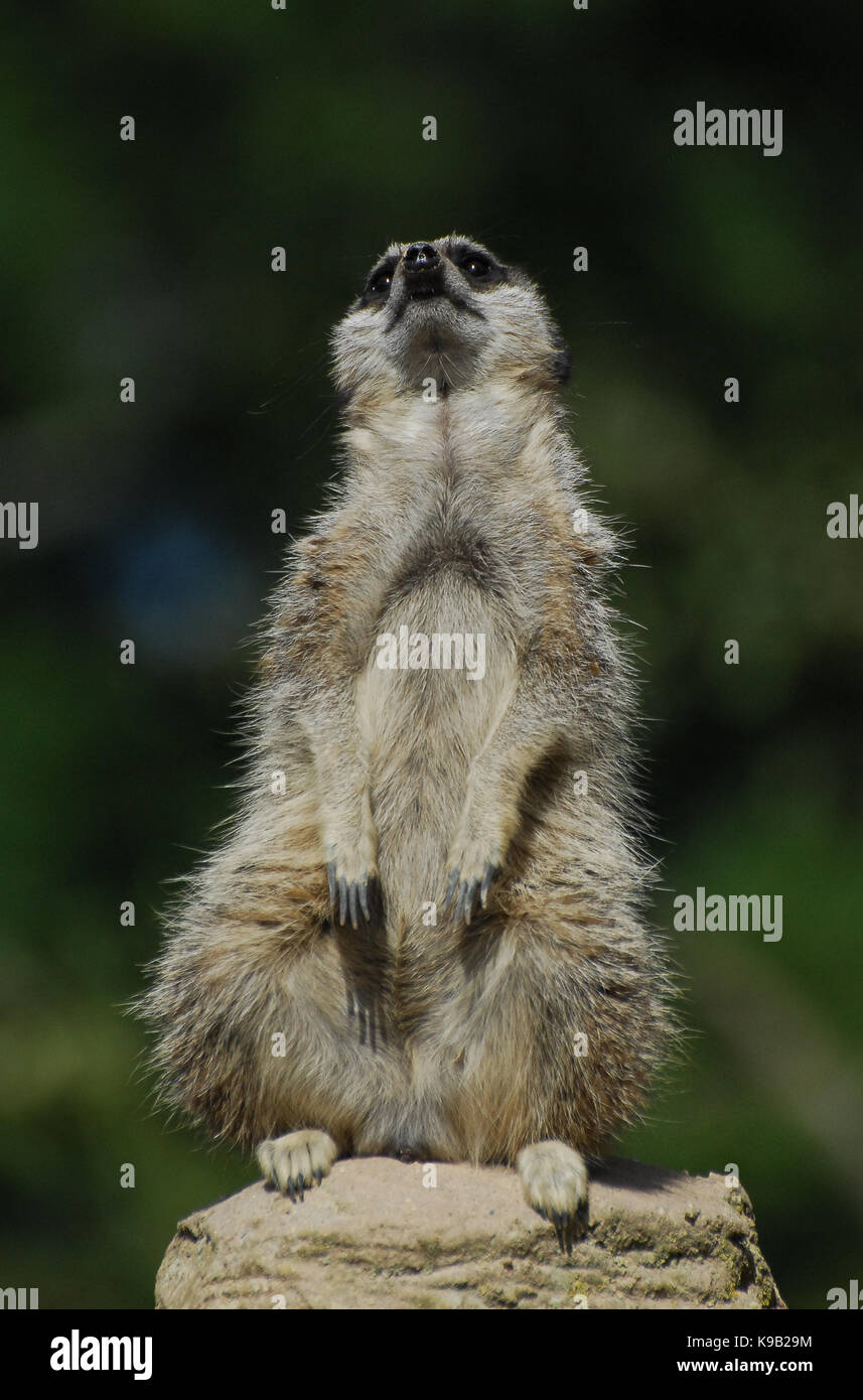 A Meerkat looking up at the sky Stock Photo - Alamy