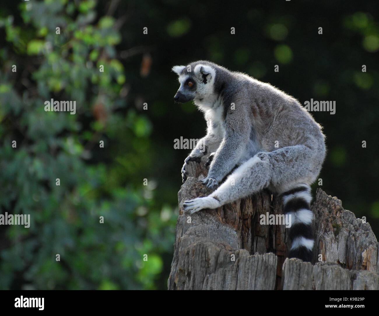 A Ring Tailed Lemur sitting on a tree stump Stock Photo - Alamy