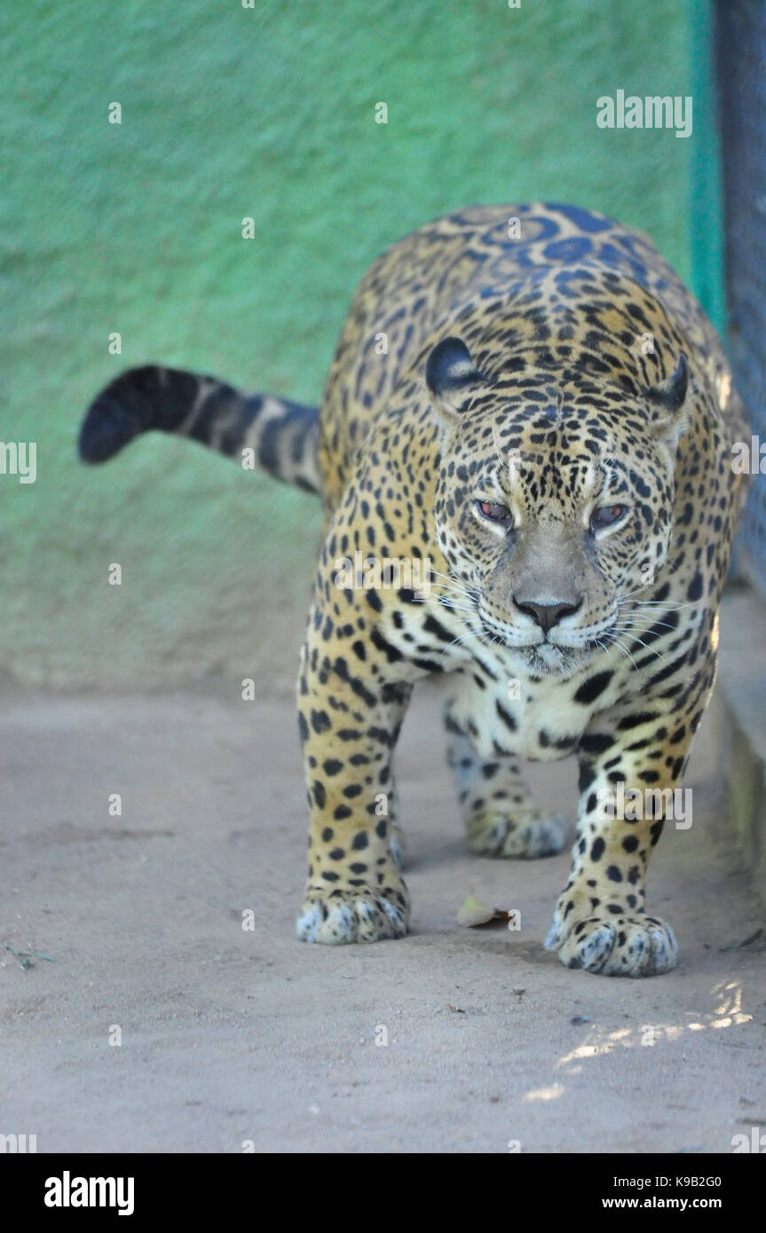 Jaguar (Panthera onca), biggest south american carnivore Stock Photo ...