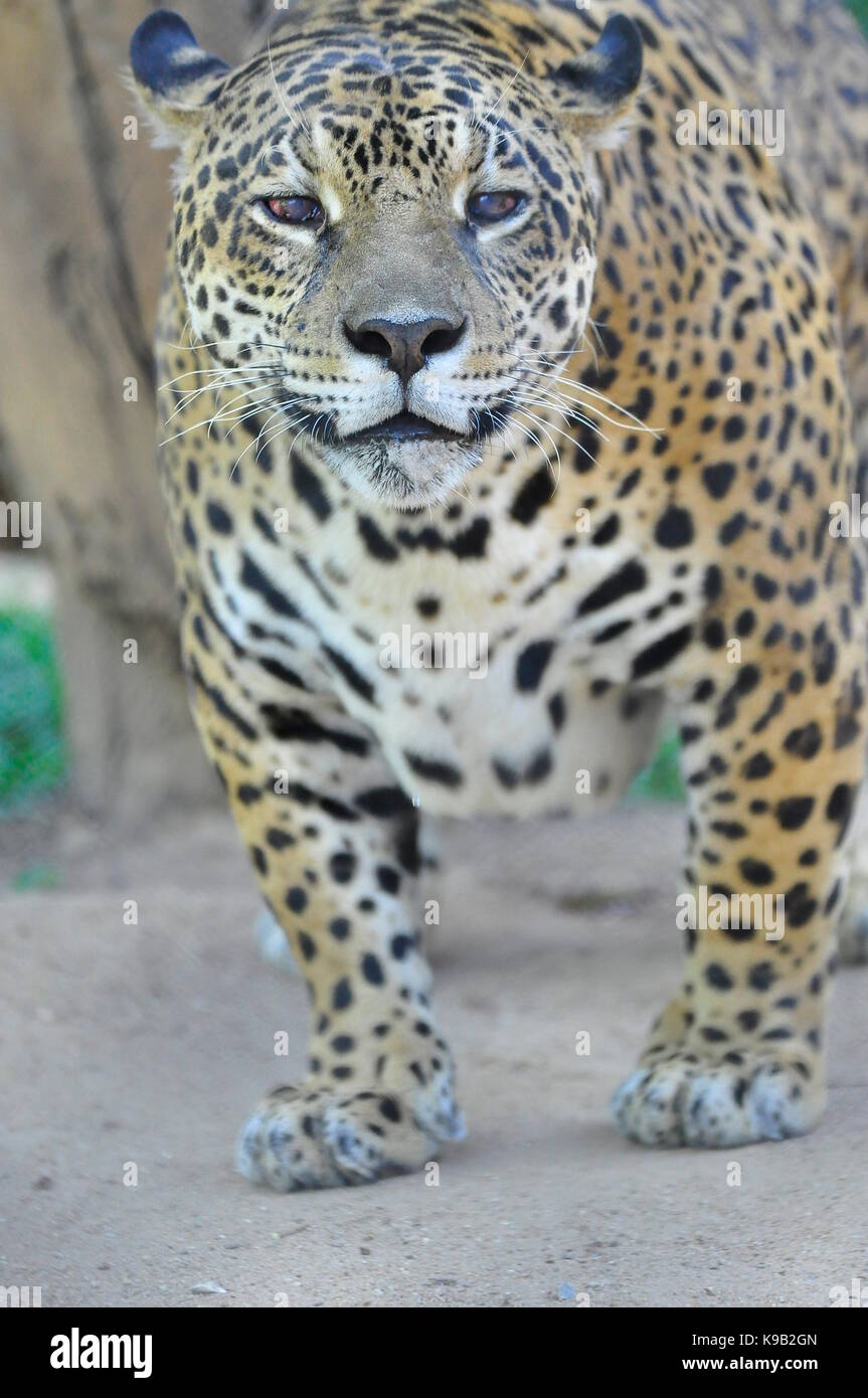 Jaguar (Panthera onca), biggest south american carnivore Stock Photo ...