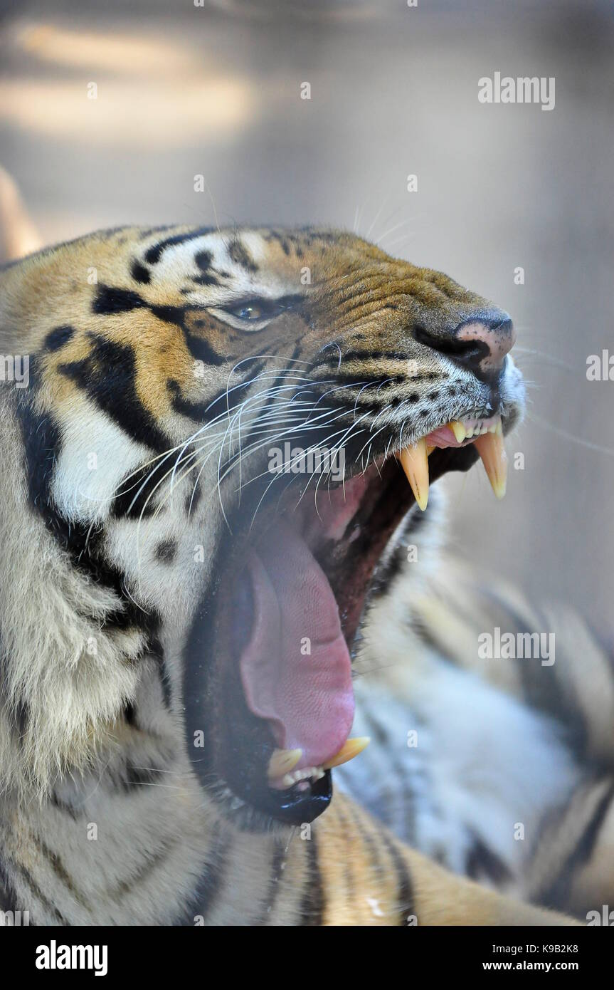 Tiger close up, biggest cat in the world Stock Photo - Alamy