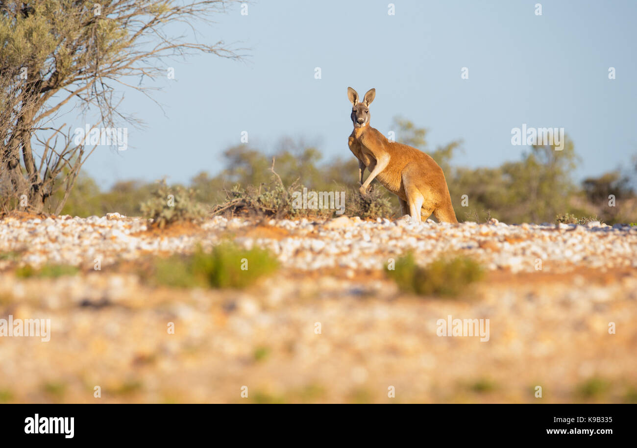 Australian wildlife hi-res stock photography and images - Alamy