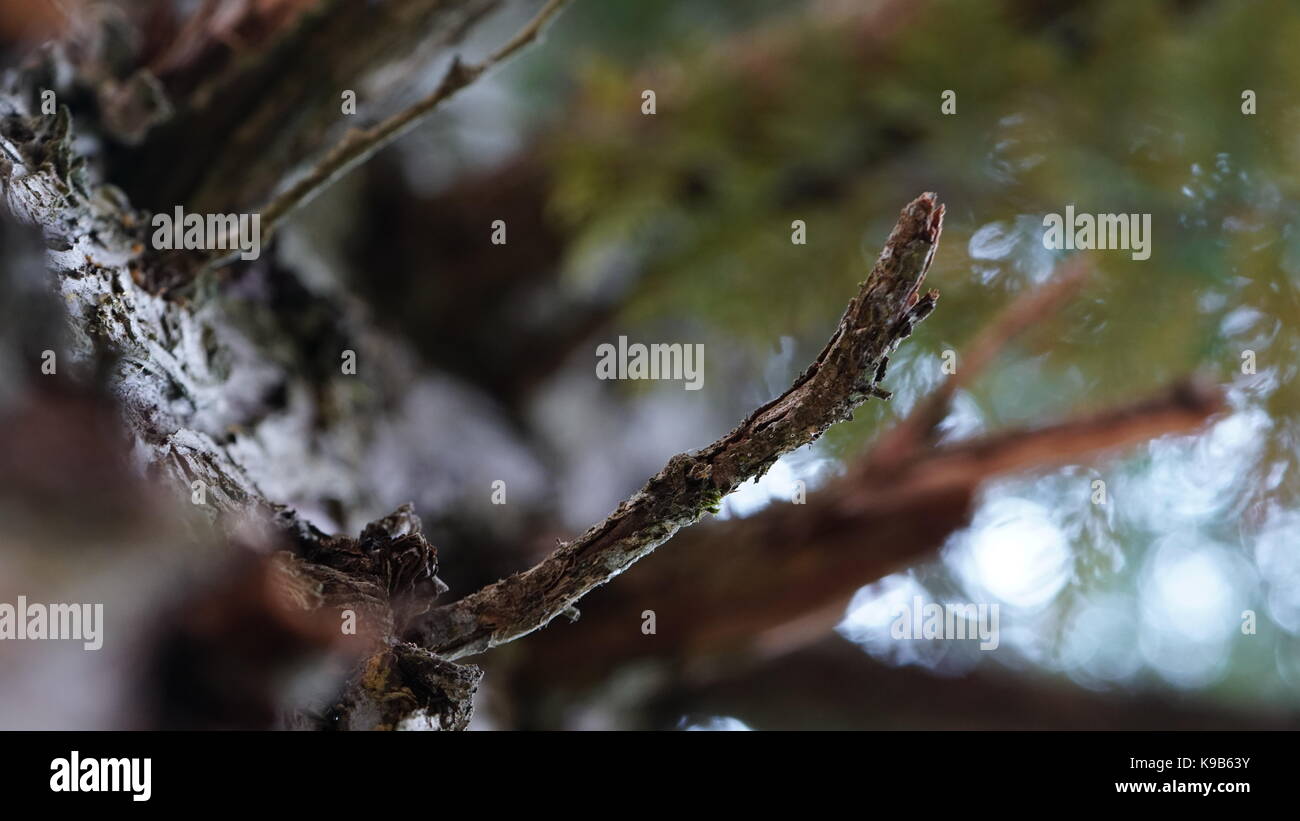 Artistic macro of tree branch Stock Photo - Alamy