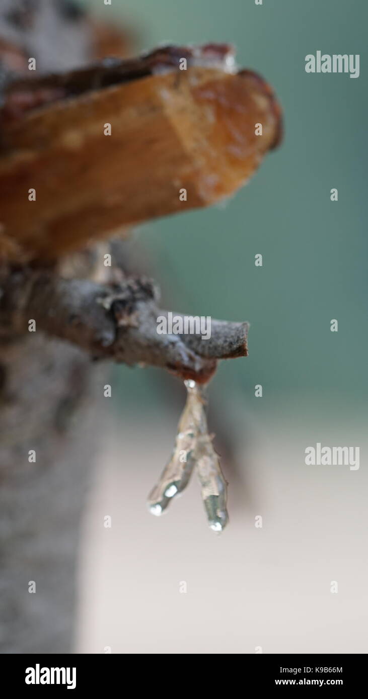 Blood wood tree hi-res stock photography and images - Alamy