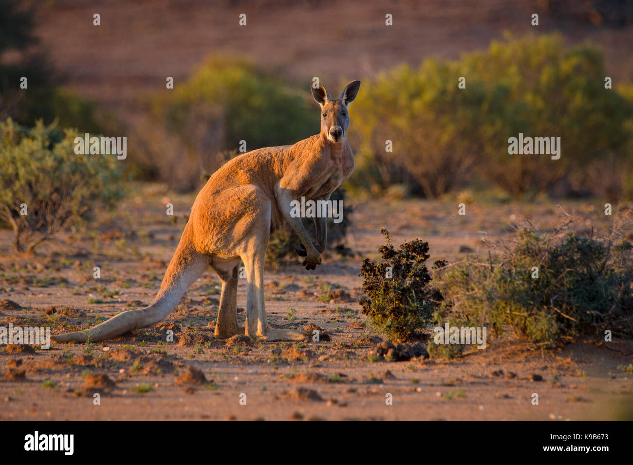Giant Red Kangaroo