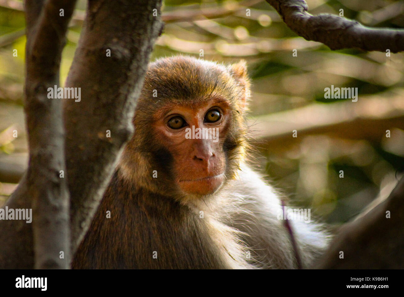 Stump tailed macaque hi-res stock photography and images - Alamy