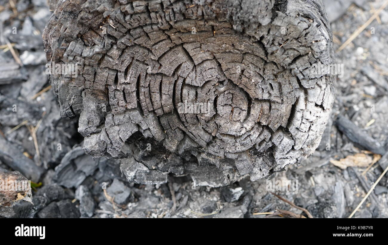 close shot of burnt log Stock Photo - Alamy