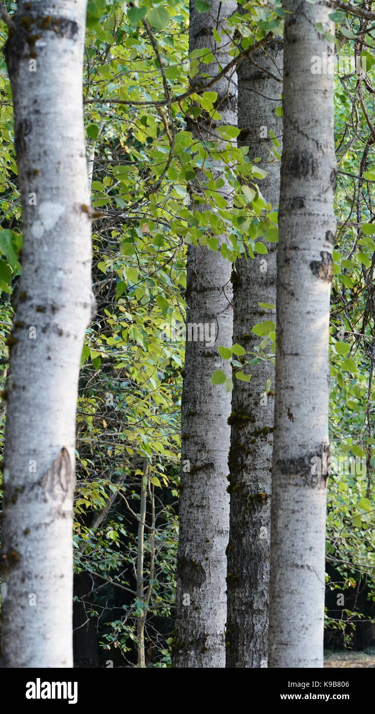 Tall shot in the woods, nice contrast Stock Photo - Alamy