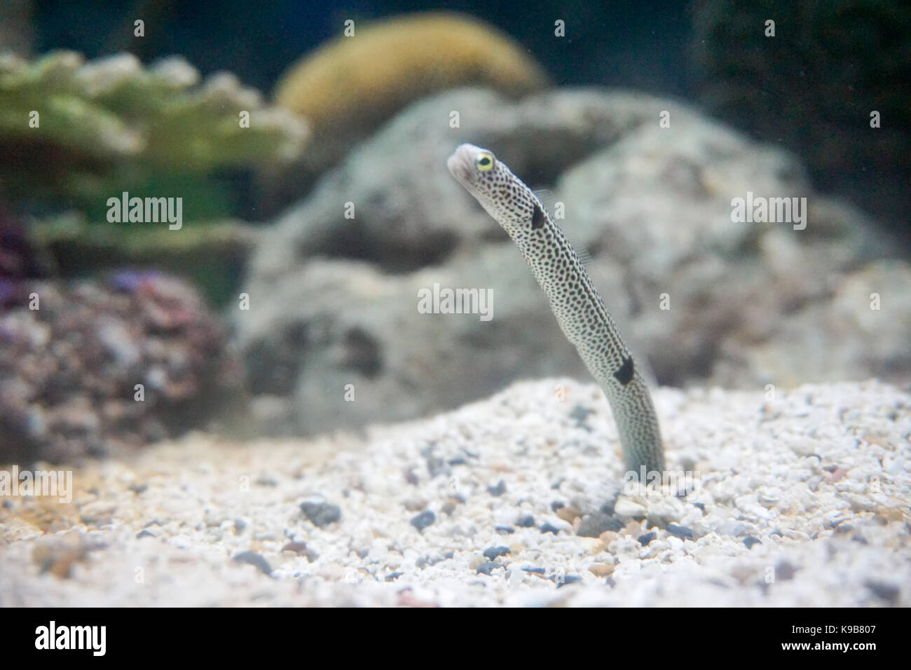 garden eel eating plankton on sea base Stock Photo - Alamy
