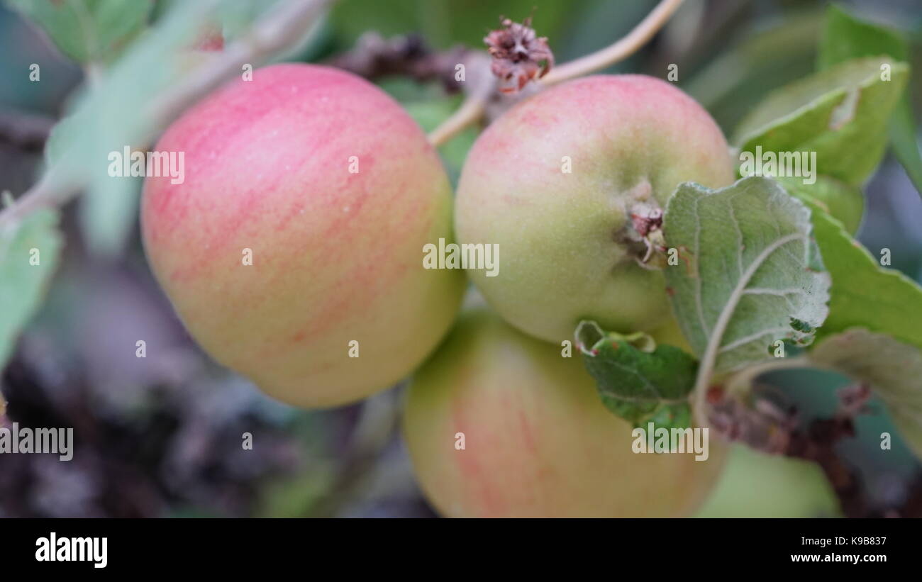 three apples hanging on the tree Stock Photo - Alamy