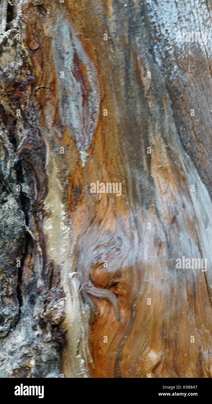 Closeup of tree without bark Stock Photo - Alamy