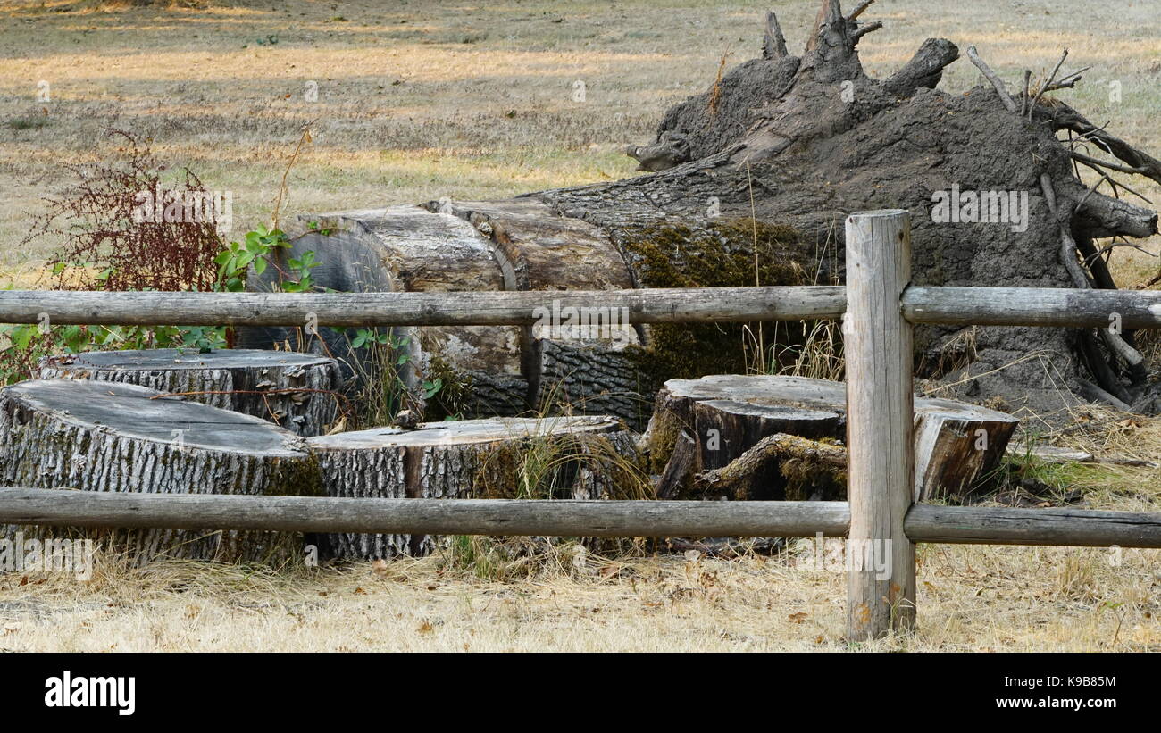 Large tree stump on its side Stock Photo - Alamy