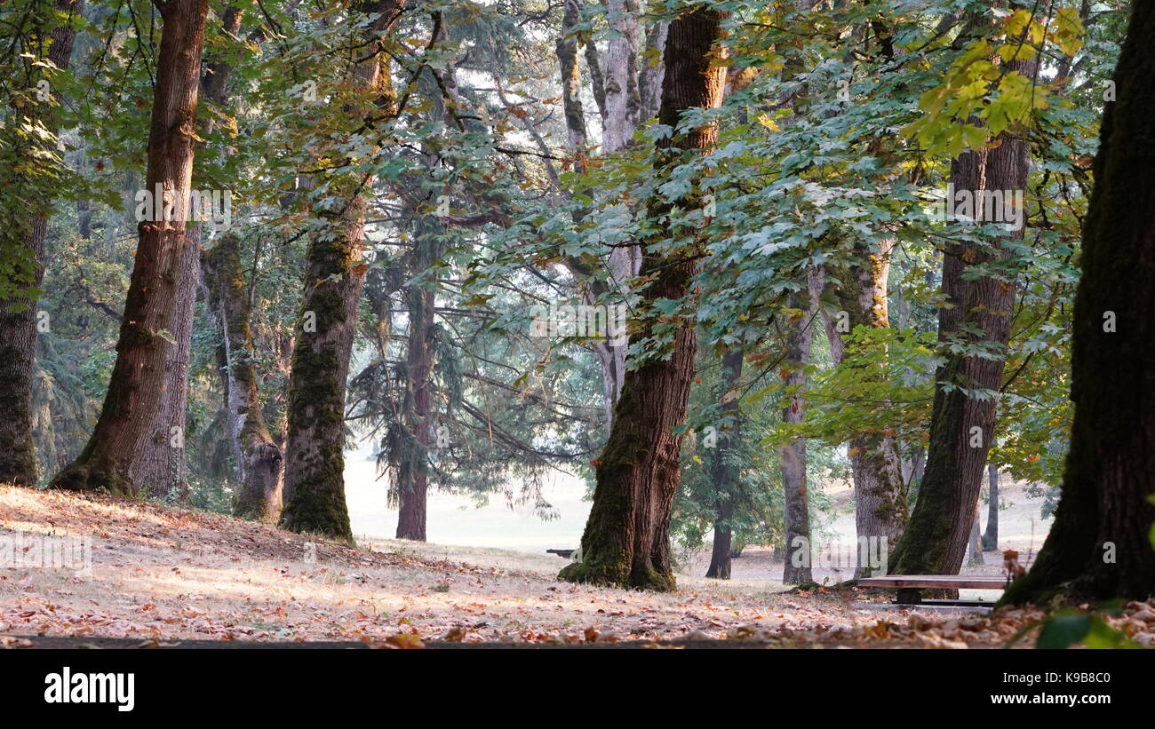 Oak tree grove hi-res stock photography and images - Alamy