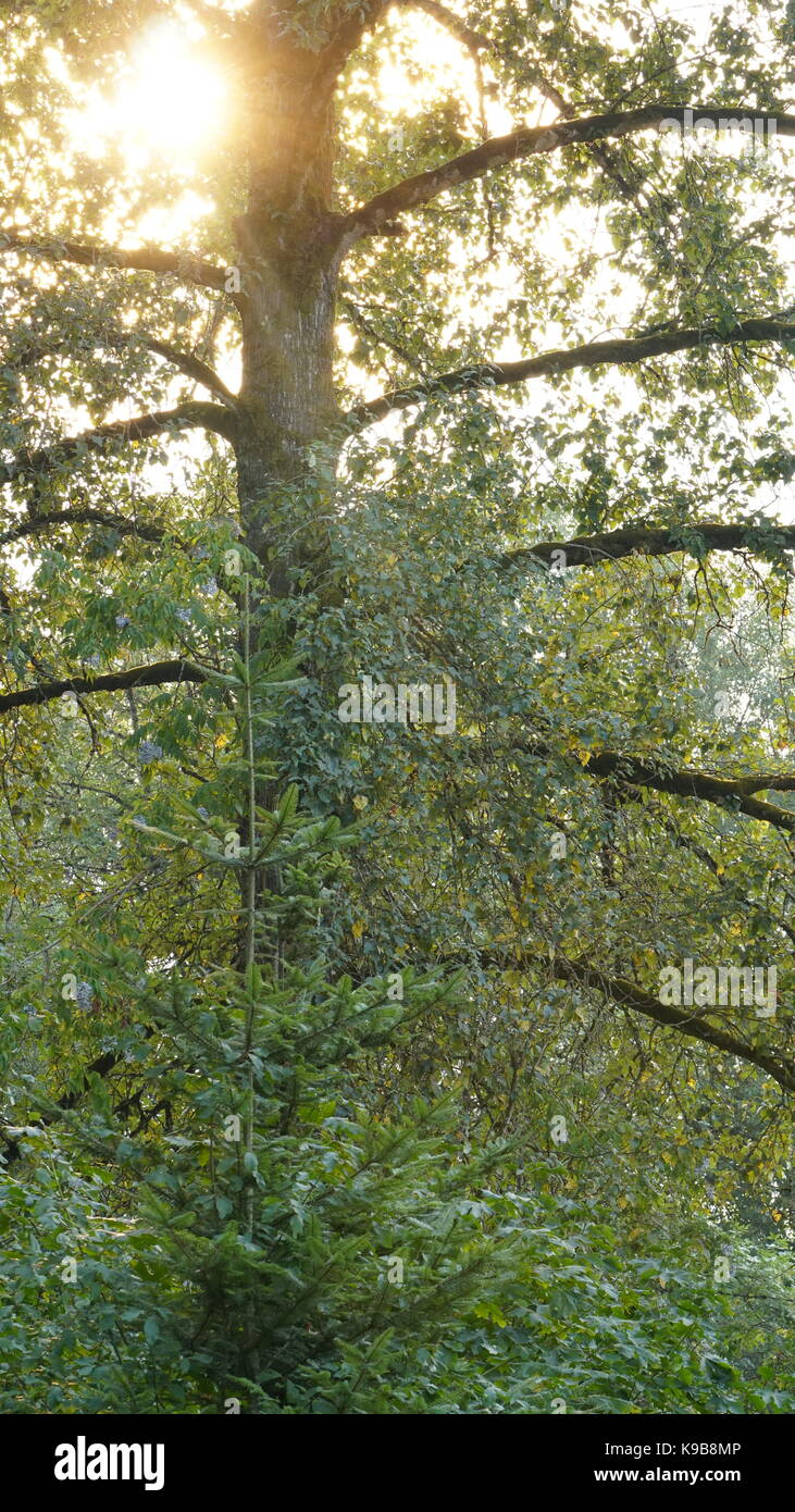 Late afternoon sun seen next to a tree Stock Photo - Alamy
