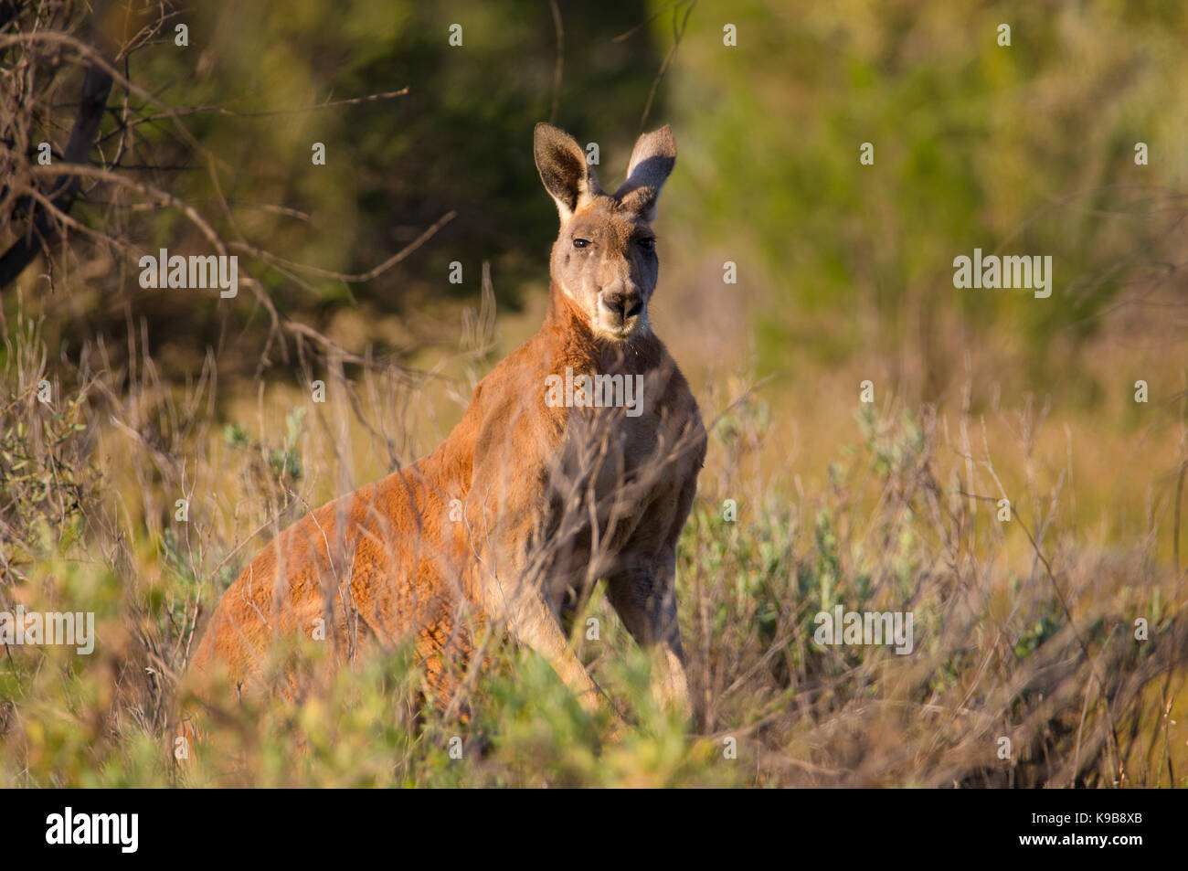 Male Red Kangaroo (Macropus rufus), Mutawintji National Park, outback ...