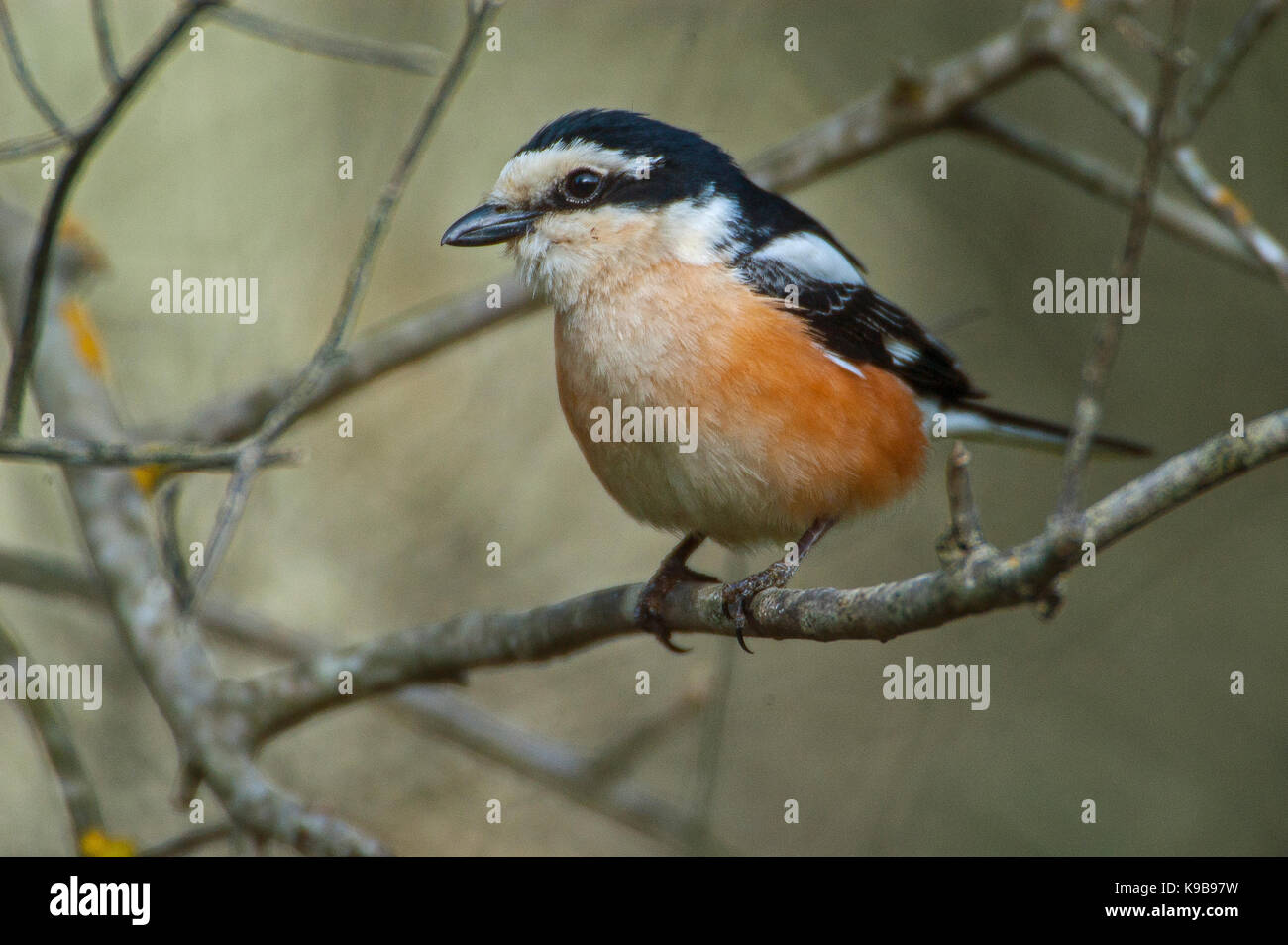 Masked shrike Lanius nubicus also called butcher bird on territory in ...
