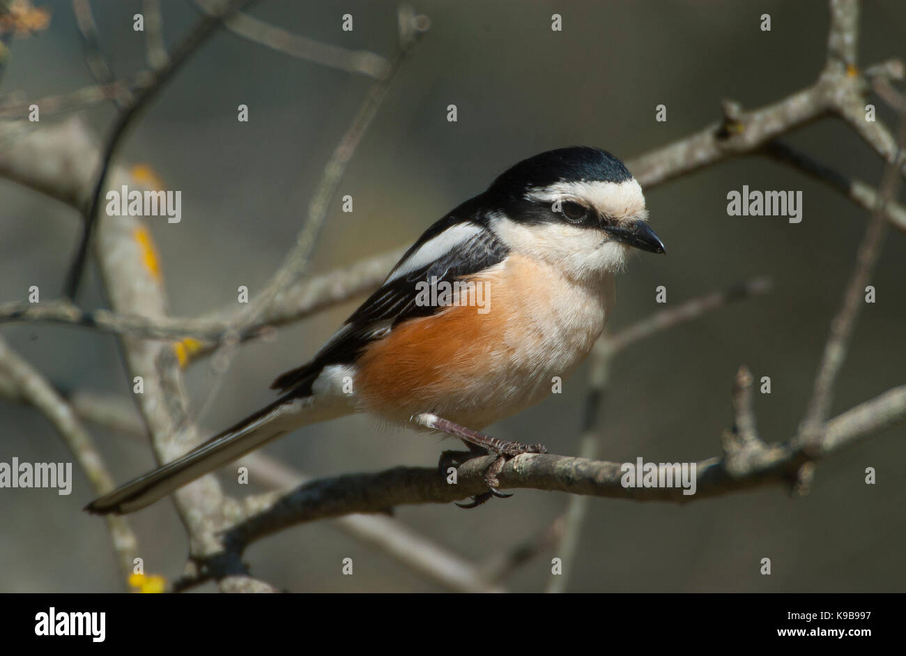 Masked shrike Lanius nubicus also called butcher bird on territory in ...