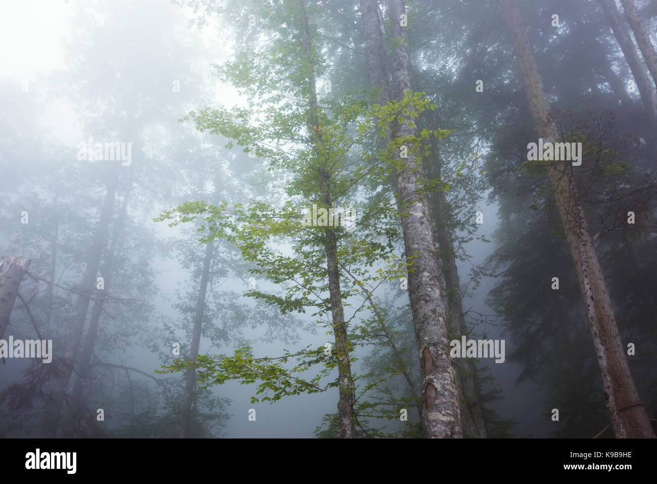 Deep fog in pine-tree forest Stock Photo - Alamy