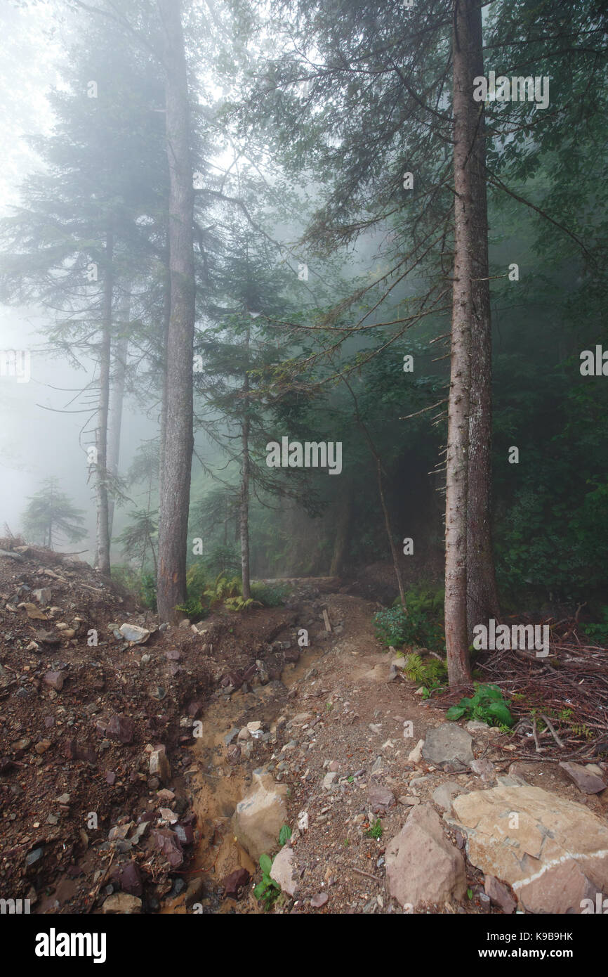 Path forest beech spring hi-res stock photography and images - Alamy