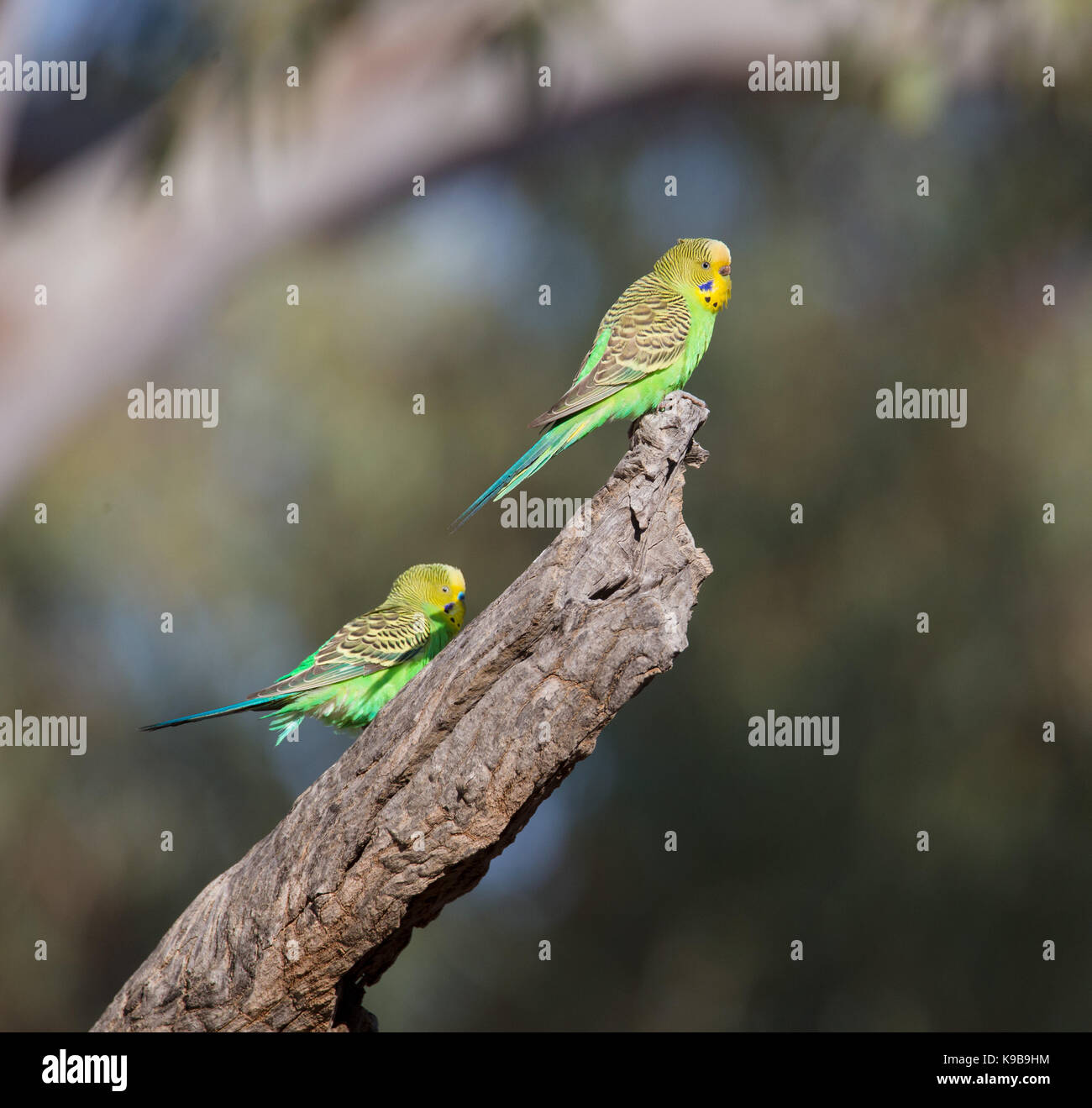 Budgerigars outback australia hi-res stock photography and images - Alamy