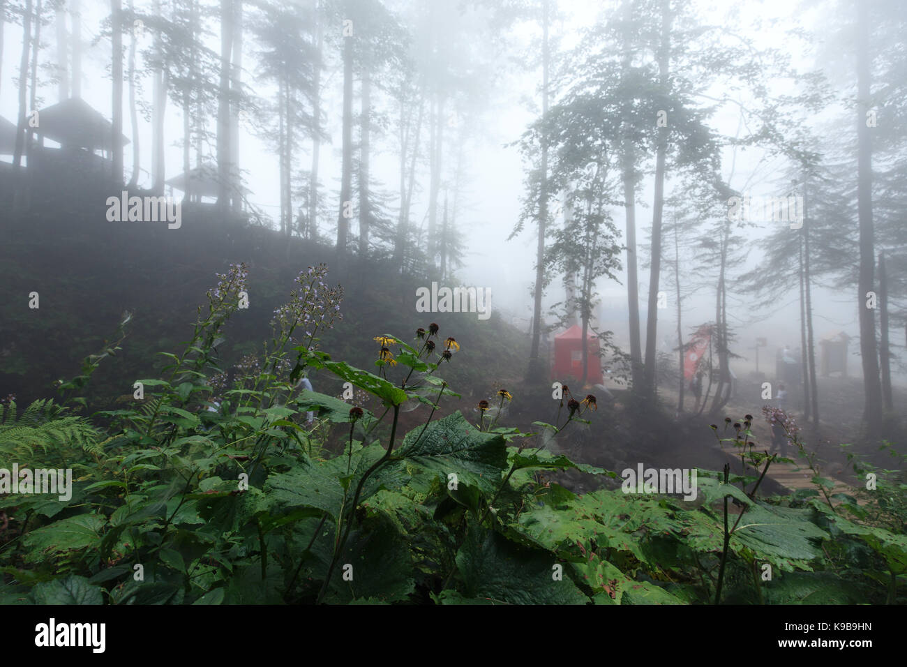 Deep fog in pine-tree forest Stock Photo - Alamy