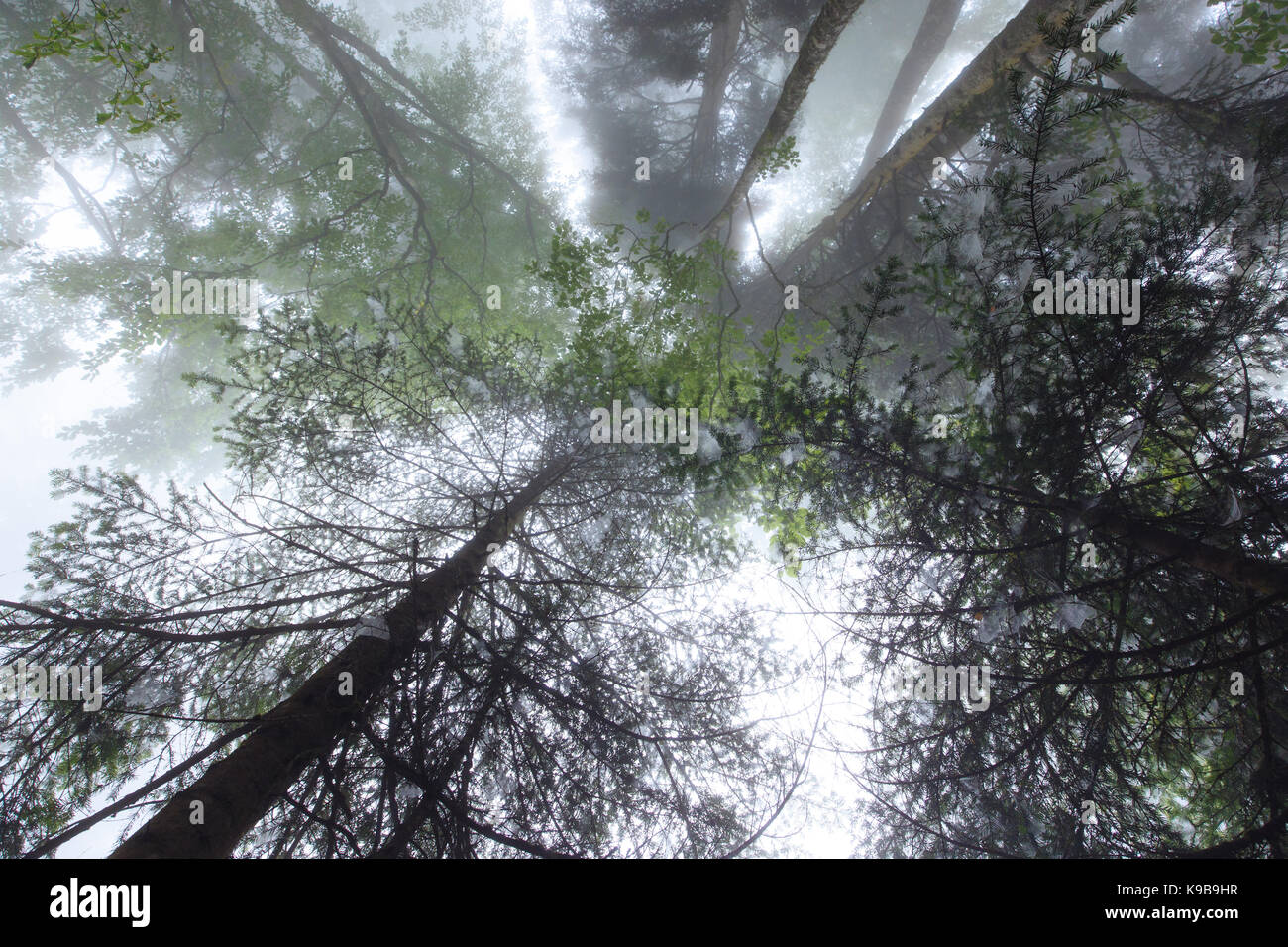 Deep fog in pine-tree forest Stock Photo - Alamy