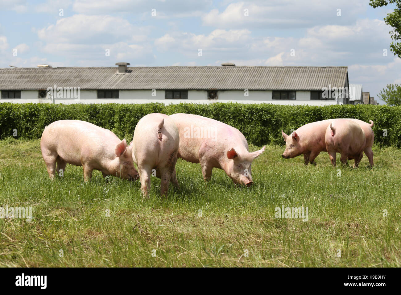 Herd of pigs breeding on animal farm summertime Stock Photo - Alamy
