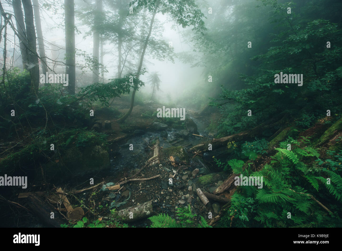 Fog landscape with tree hi-res stock photography and images - Alamy
