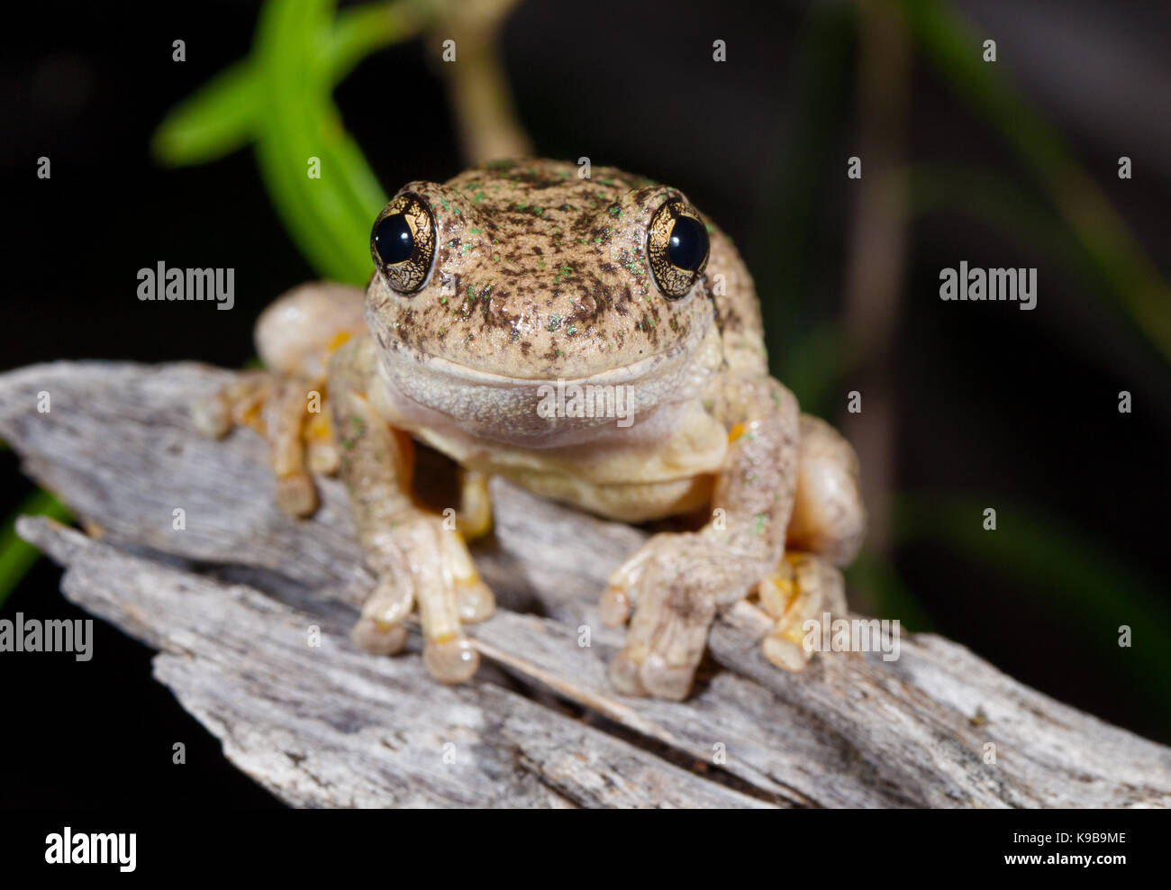 Peron's Tree Frog (Litoria peronii), also known as Emerald-spotted Tree ...
