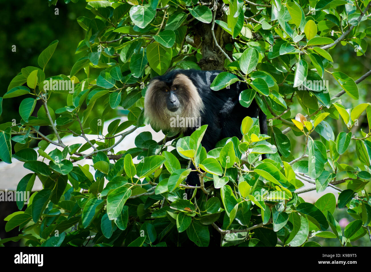 Lion Tailed Macaque Stock Photo - Alamy