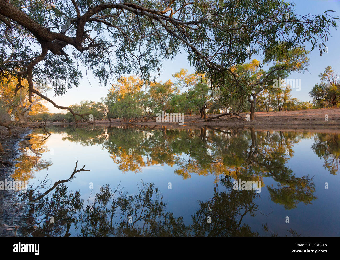 Dusk reflections of gum trees (eucalyptus) around a billabong in ...