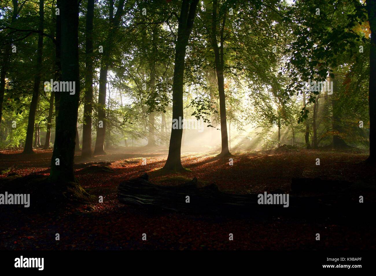 Sun Streaming Through Trees in Savernake Forest Stock Photo - Alamy