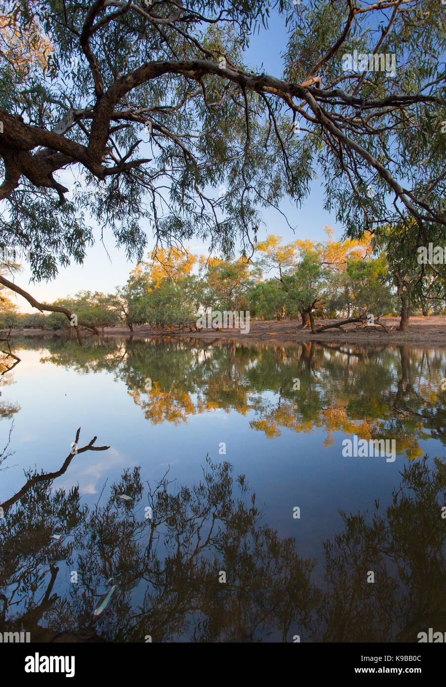 Dusk reflections of gum trees (eucalyptus) around a billabong in ...