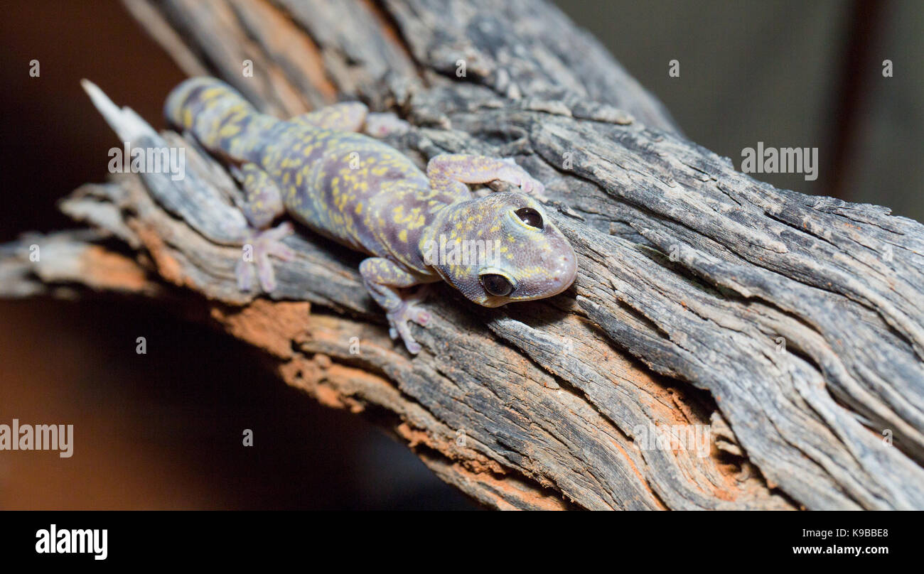 Marbled Velvet Gecko (Oedura marmorata), Queensland, Australia Stock ...